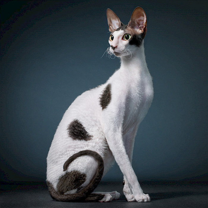 Bailey Wade — News